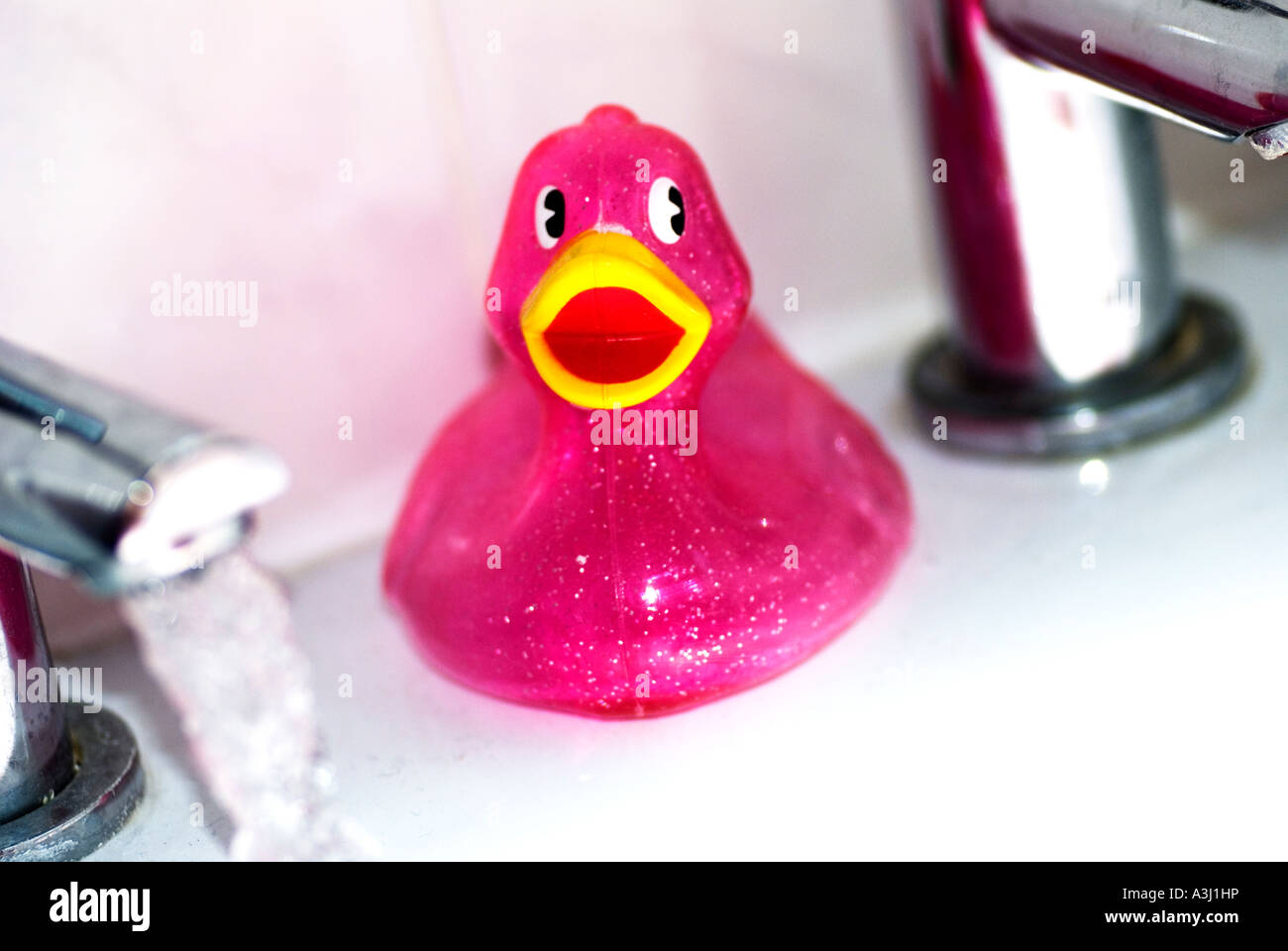Pink bill duck hi-res stock photography and images - Alamy