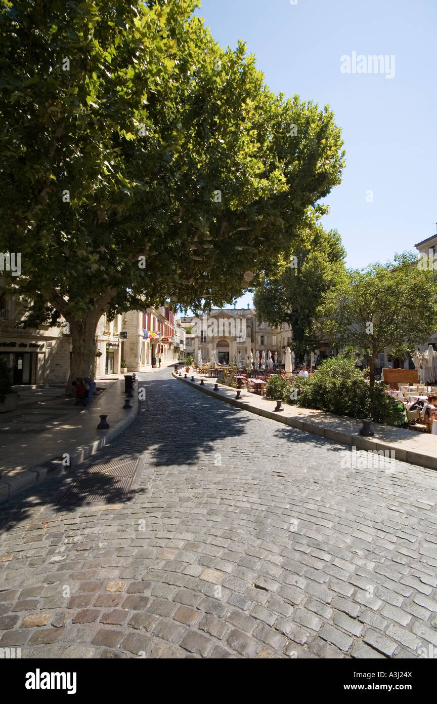 Trees in Avignon Stock Photo - Alamy