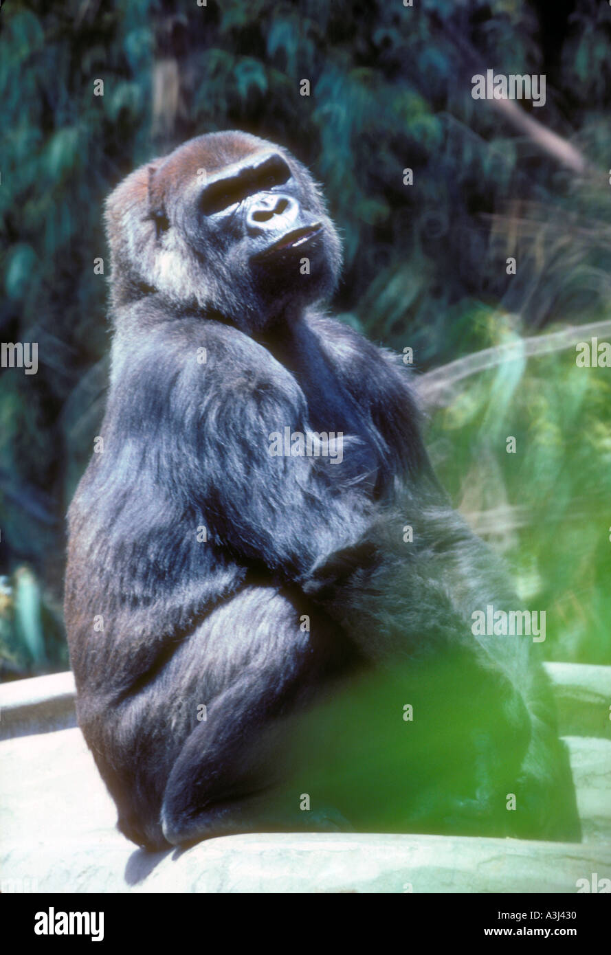Large gorilla hi-res stock photography and images - Alamy