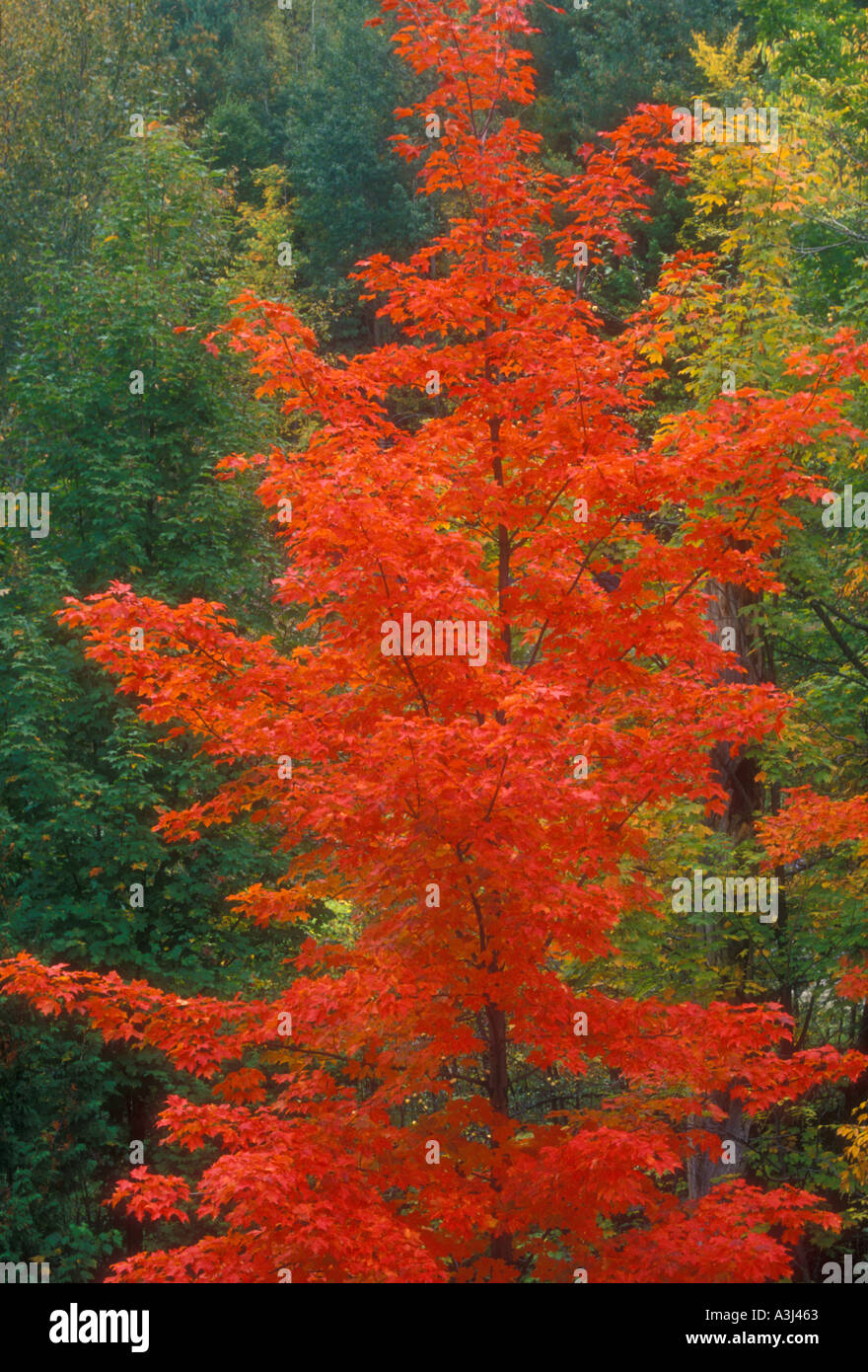 maple tree during Fall foliage in Peacham Vermont USA New England Stock ...