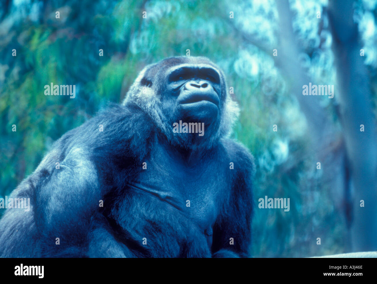 Large Gorilla Stock Photos & Large Gorilla Stock Images - Alamy