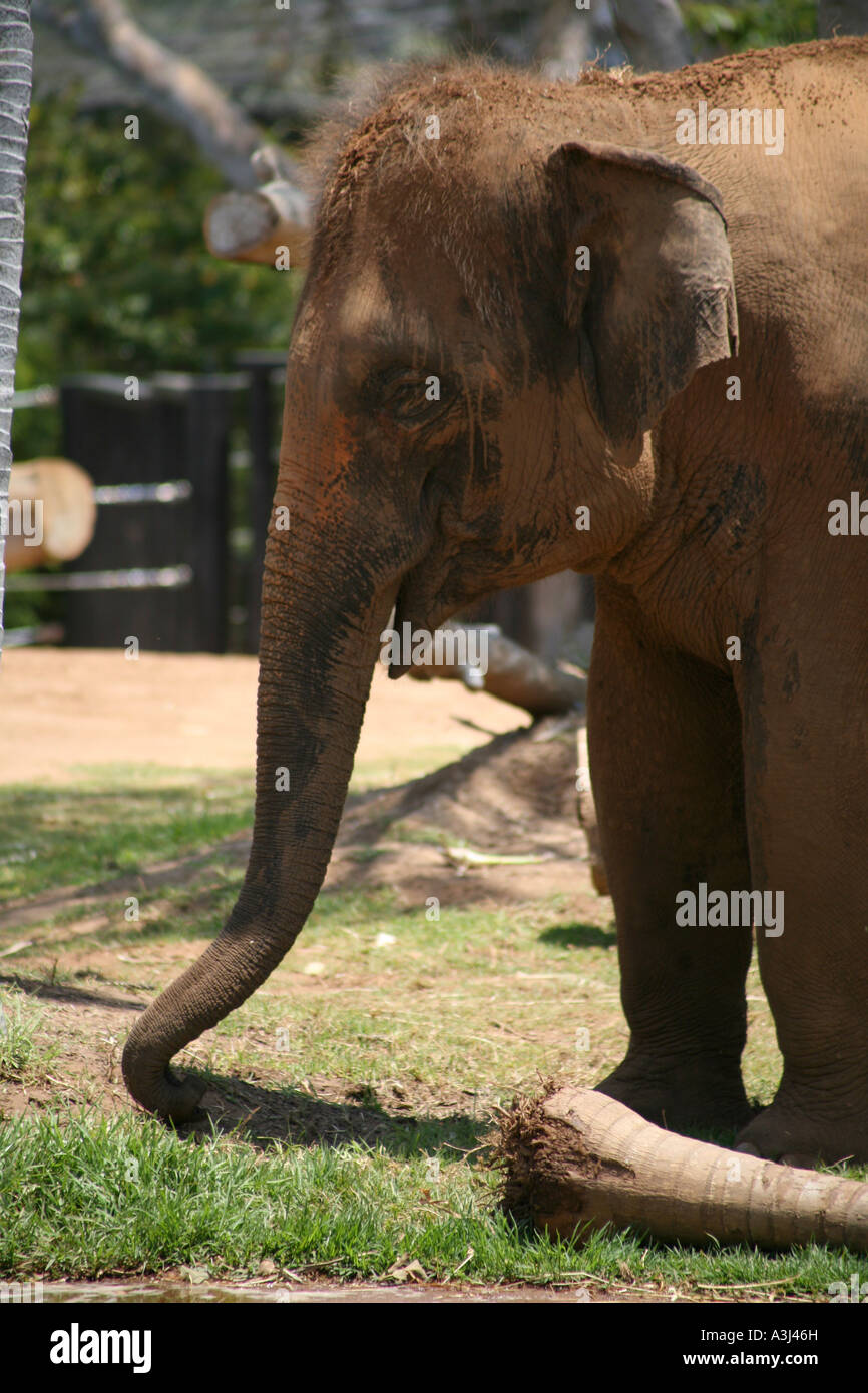 Asian Elephant at Taronga Zoo, Sydney, Australia Stock Photo - Alamy