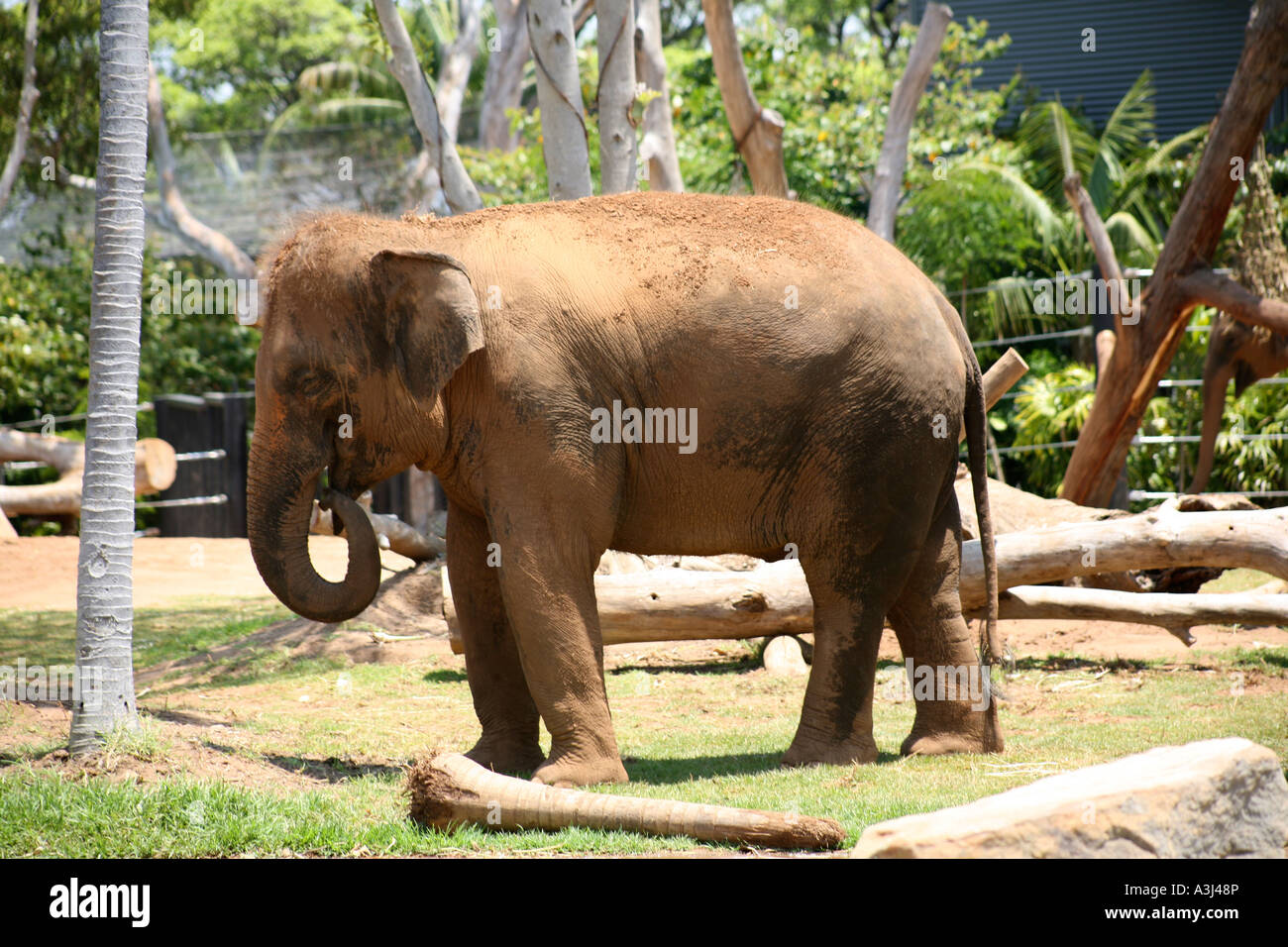 Asian Elephant at Taronga Zoo, Sydney, Australia Stock Photo - Alamy