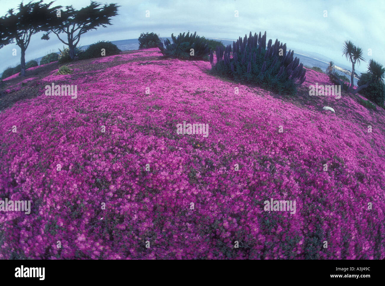 ice plant at Pacific Grove on Monterey Peninsula California USA Stock ...
