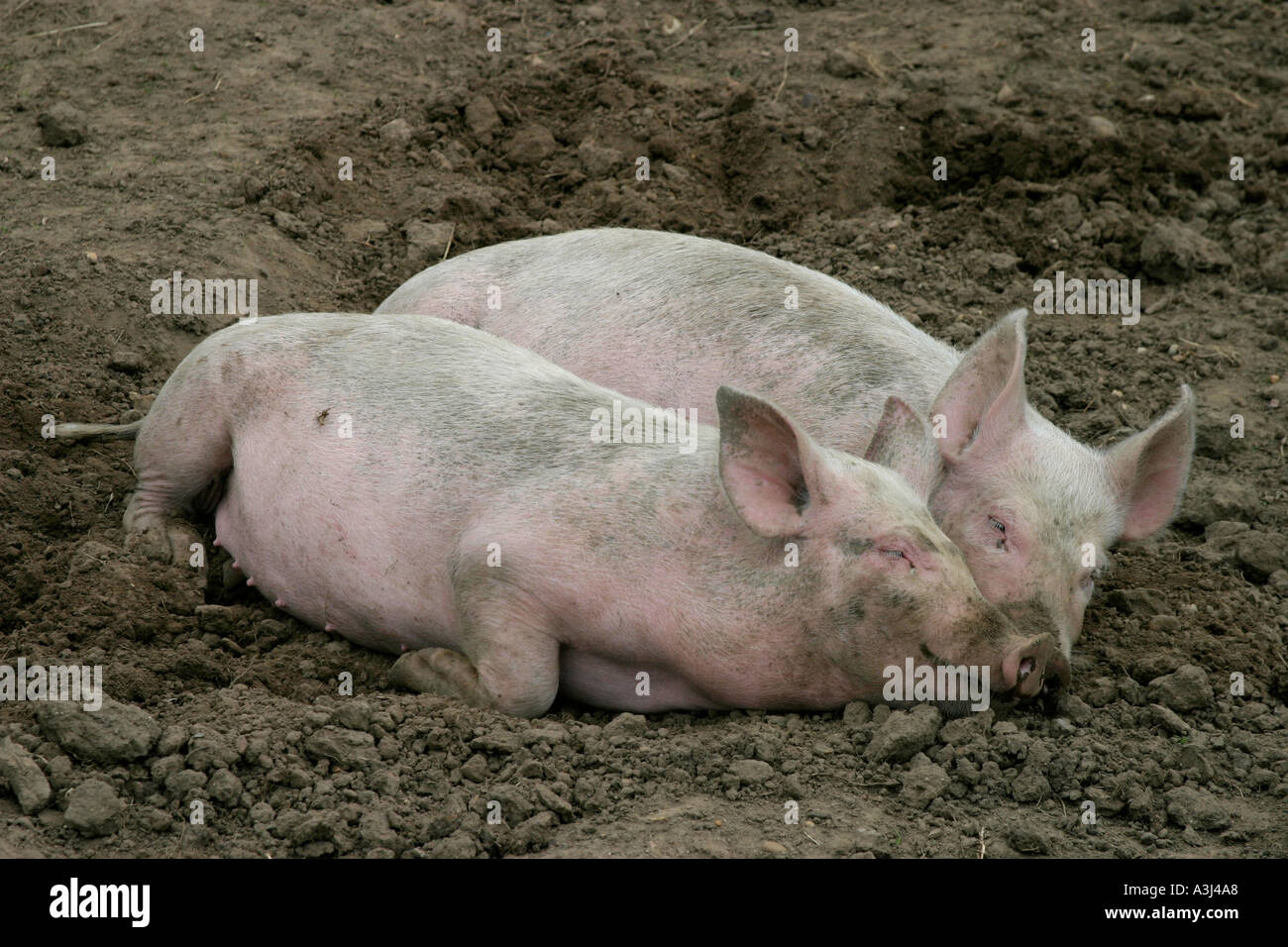 Romantic Pigs Huddled Together Kent UK July 2004 Stock Photo - Alamy