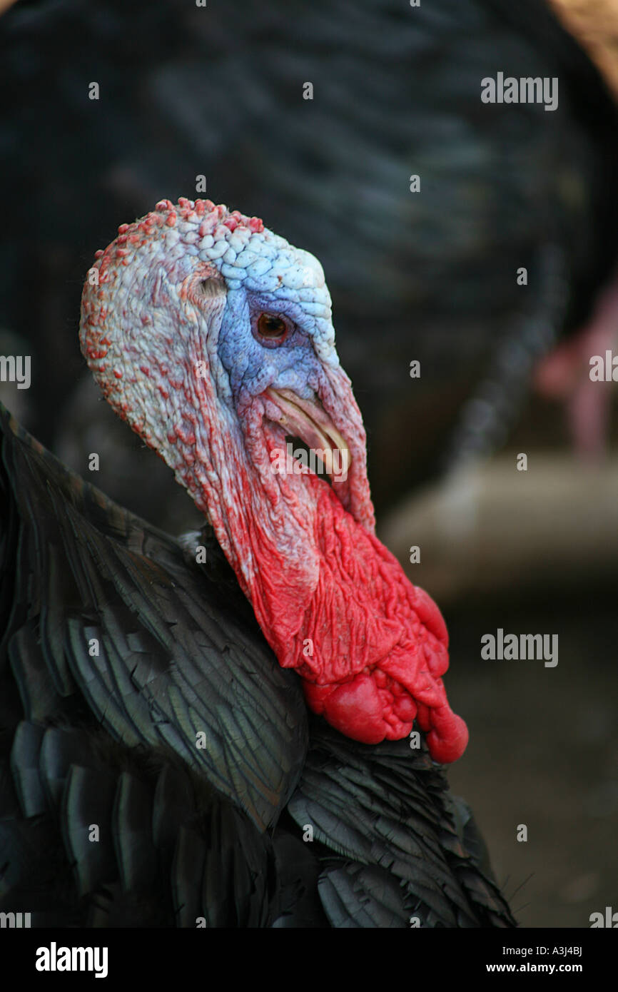 Turkey zoo hi-res stock photography and images - Alamy