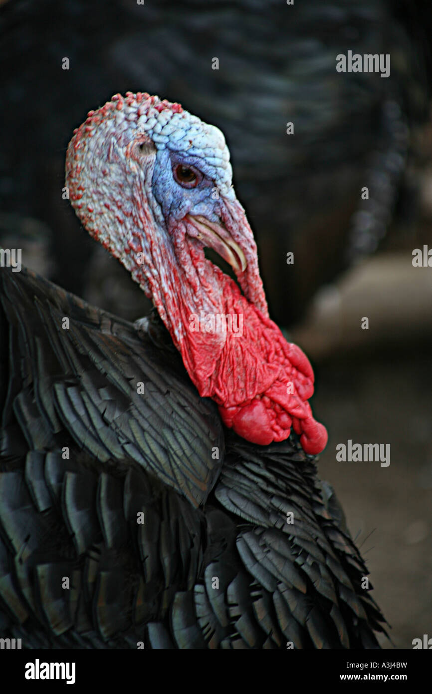 Turkey zoo hi-res stock photography and images - Alamy