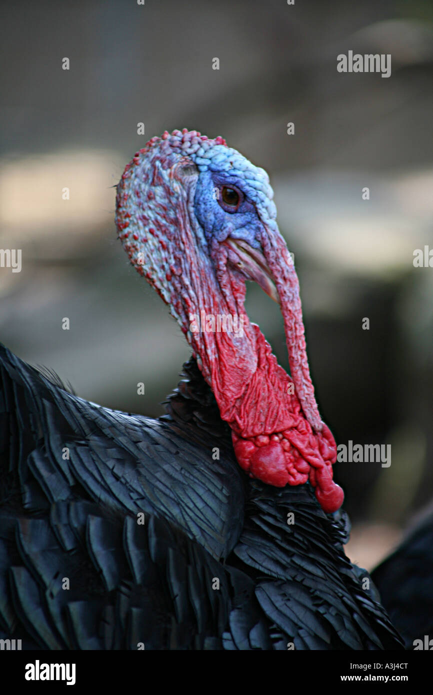 Turkey at Taronga Zoo, Sydney, Australia Stock Photo - Alamy