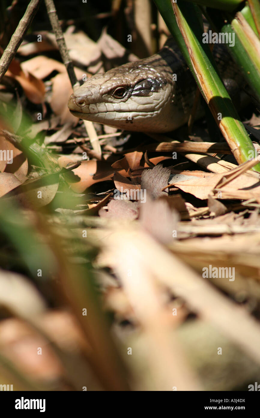 Blue tongued lizard, Tarong Zoo, Sydney, Australia Stock Photo - Alamy