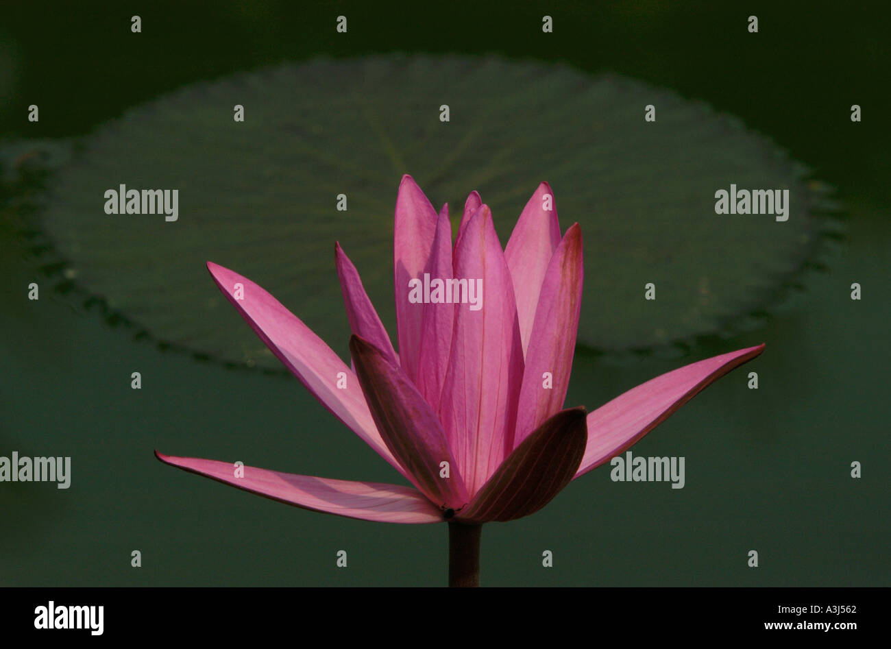 Lily thai hi-res stock photography and images - Alamy