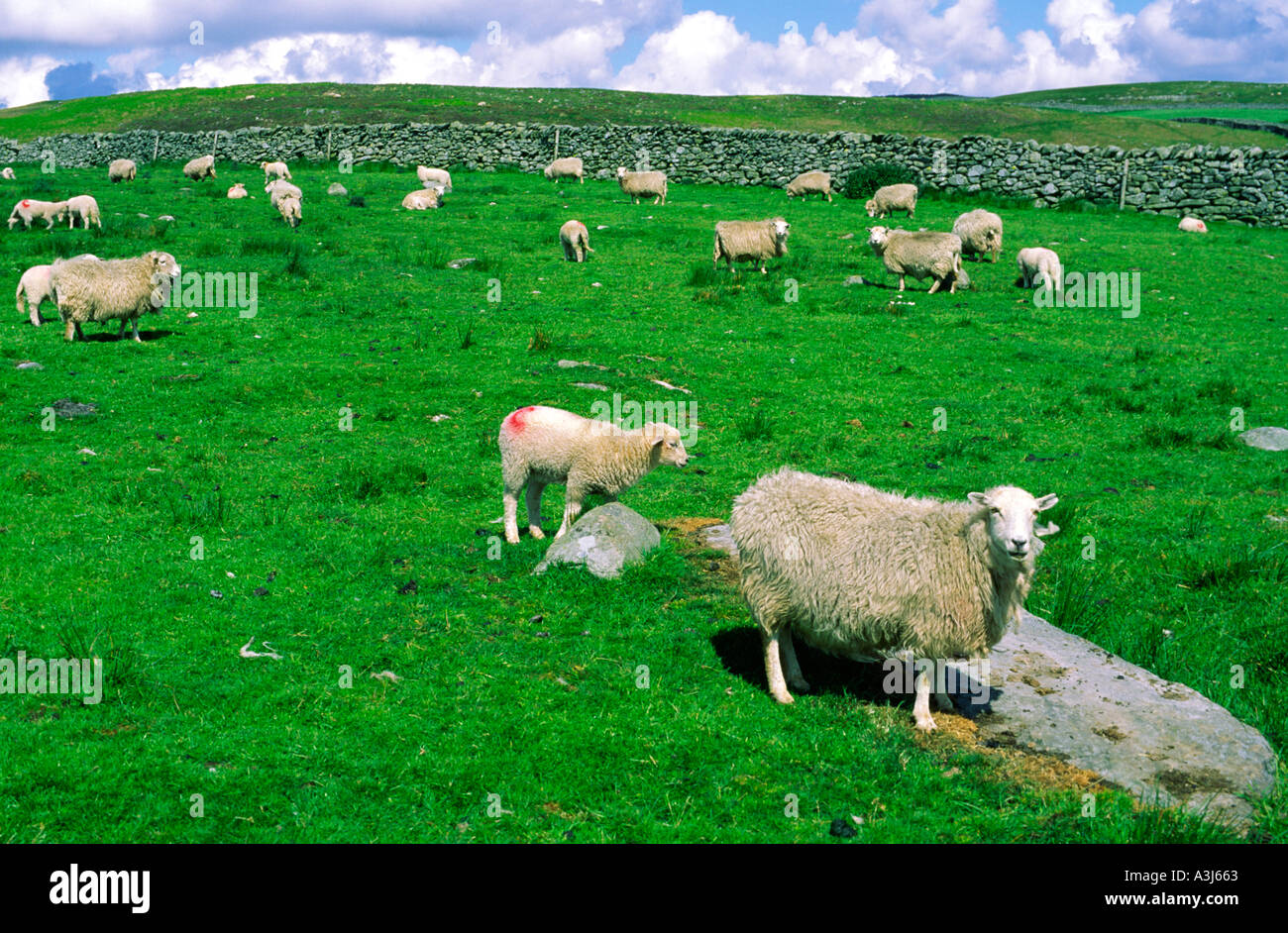 Sheep on a hill hi-res stock photography and images - Alamy