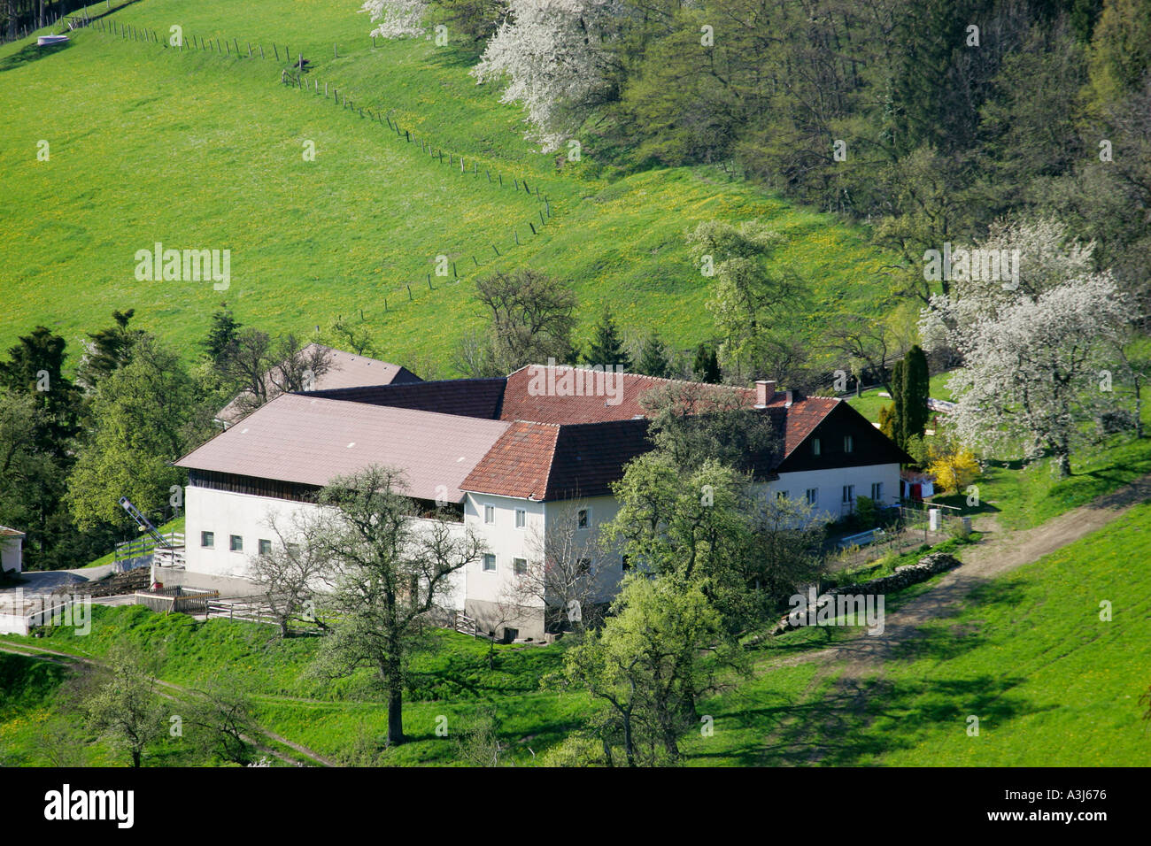 flowering fruit trees and farmhouse springtime in the Mostviertel Lower ...