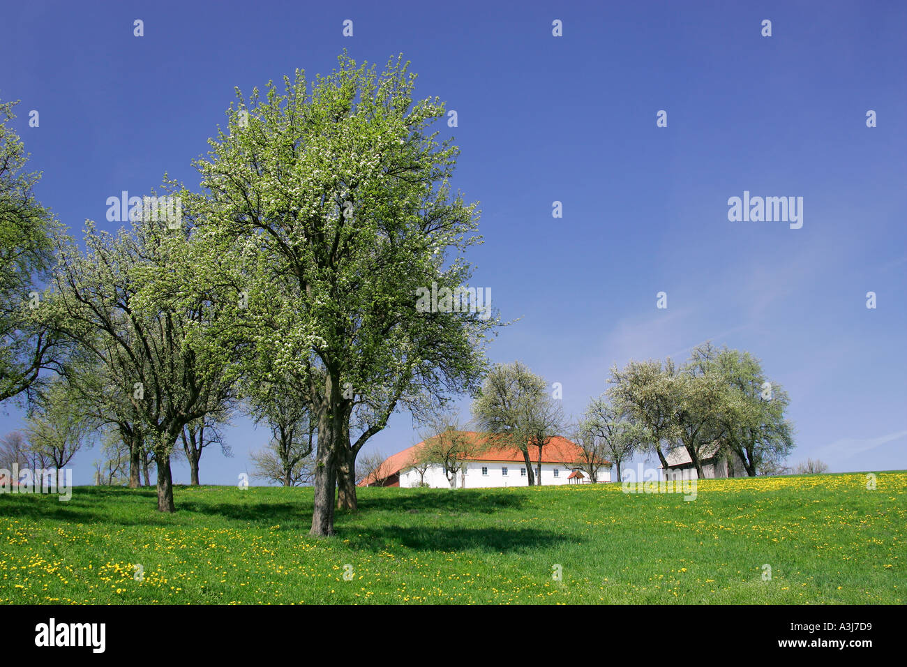 Pear trees farmhouse in spring hi-res stock photography and images - Alamy