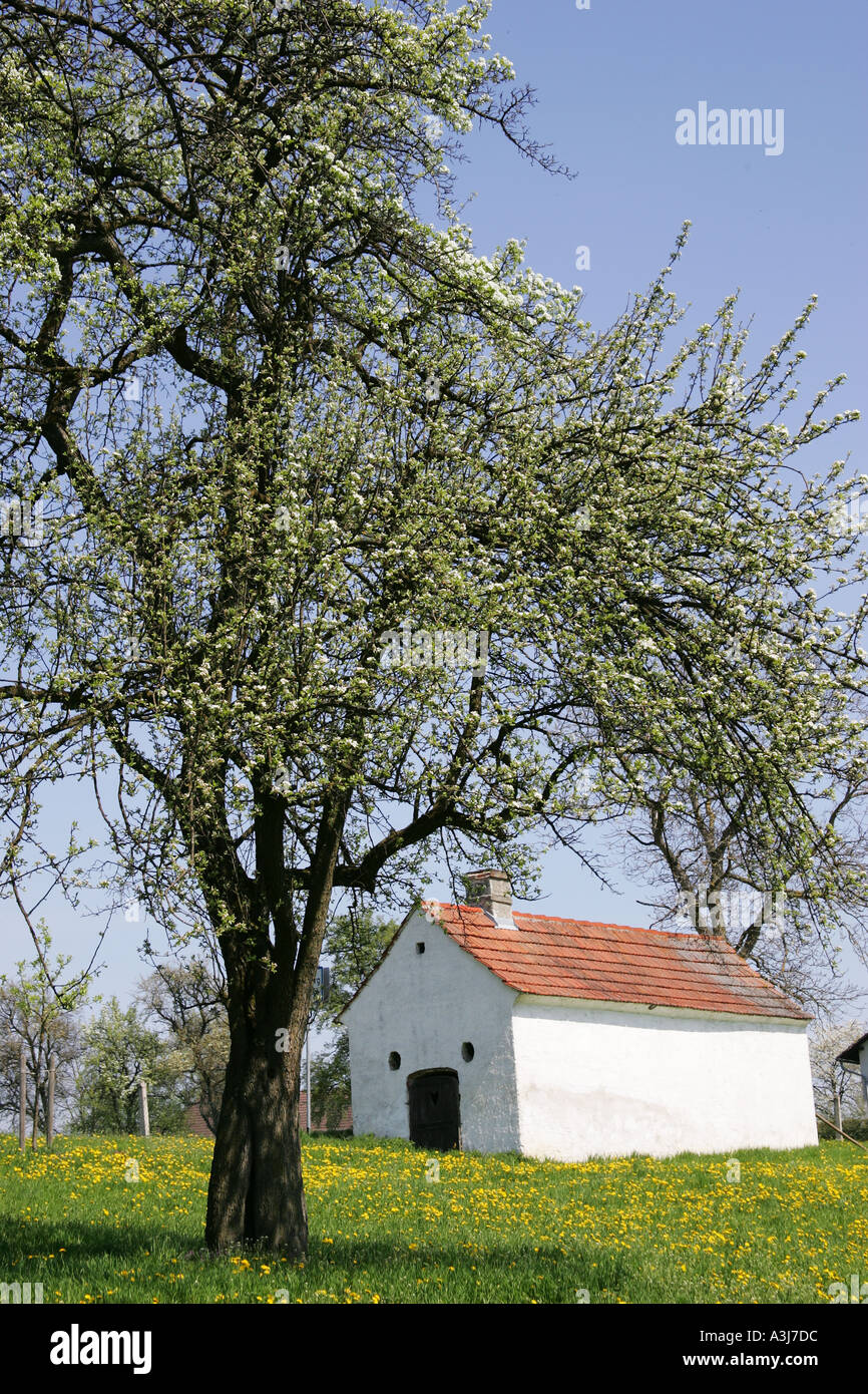 Pear trees farmhouse in spring hi-res stock photography and images - Alamy