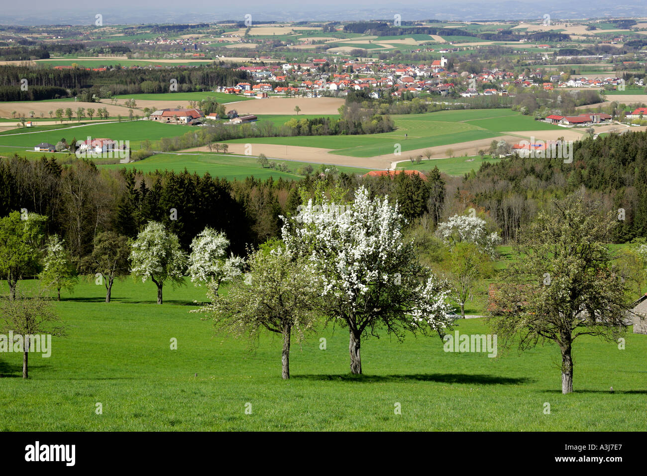 Pear trees farmhouse in spring hi-res stock photography and images - Alamy