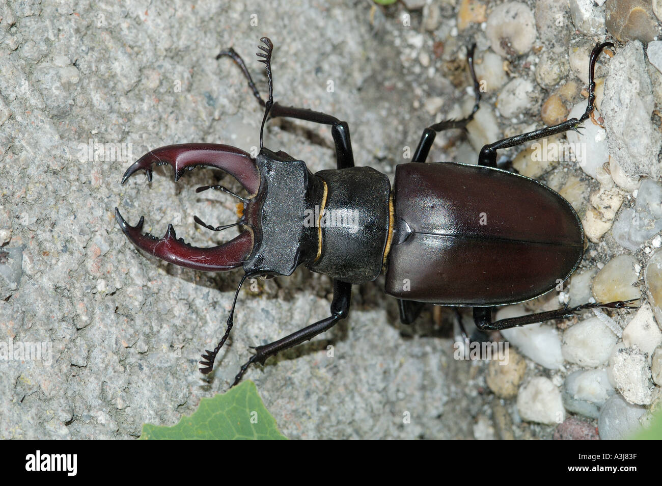 Beetle on stone hi-res stock photography and images - Alamy