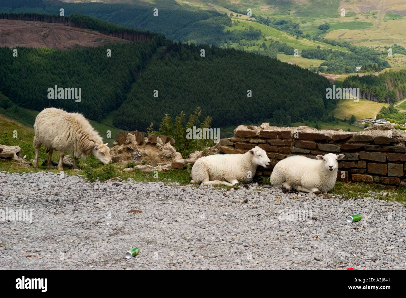 Sheep huddle against a wall in aCar Park on the Bwlch Mountain Rhondda ...