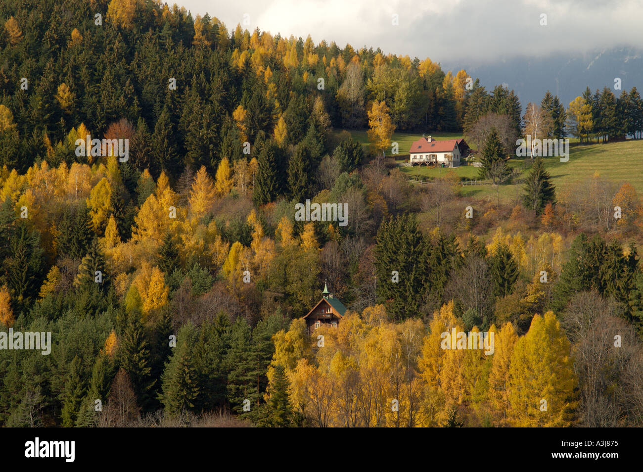 fall foliage of a larch larix europaea and a farmhouse Lower Austria ...