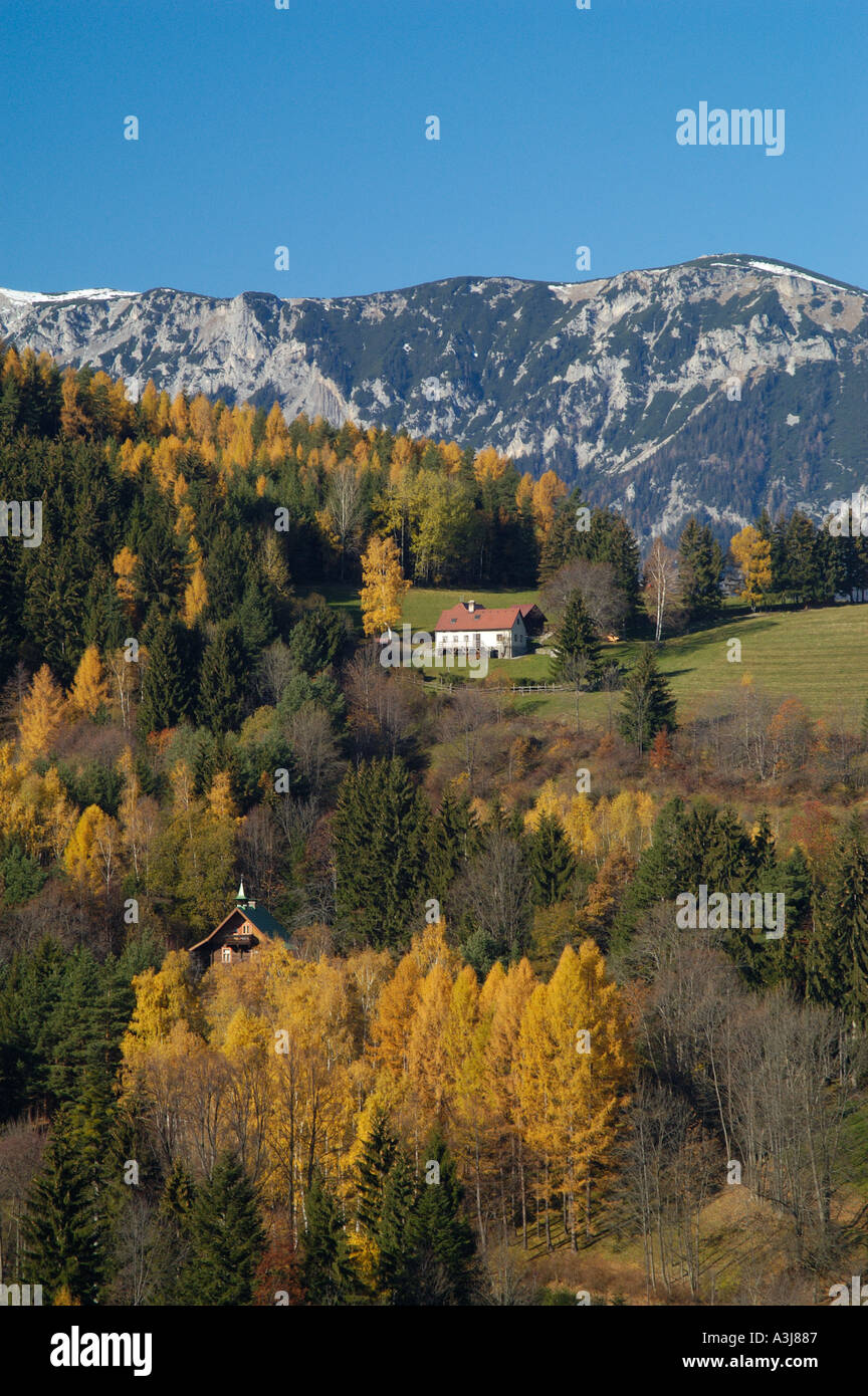 fall foliage of a larch larix europaea and a farmhouse in the ...