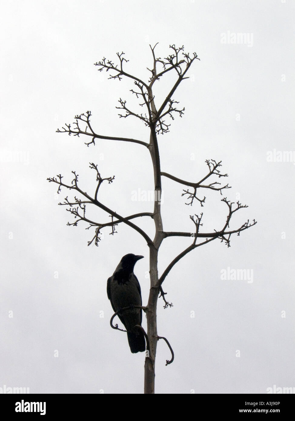 A Common Raven Corvus corax also known as the Northern Raven perched in ...