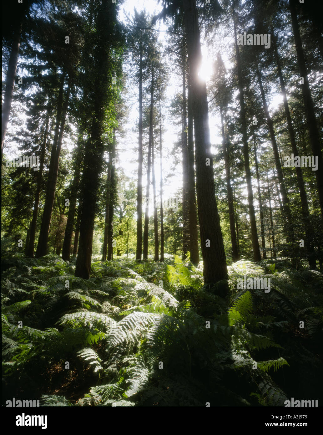 WOODLAND FOREST OF DEAN GLOS ENGLAND UK Stock Photo - Alamy
