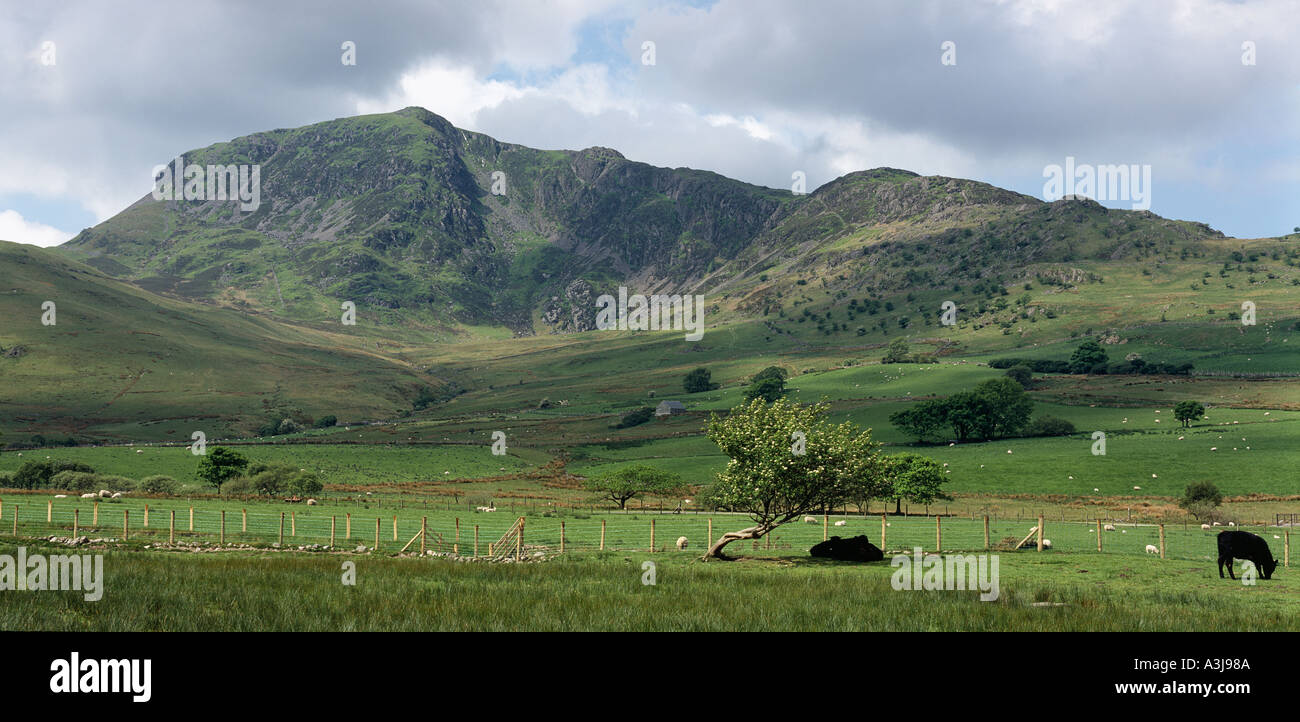 CADER IDRIS MOUNTAIN WITH WELSH BLACK CATTLE WALES UK Stock Photo - Alamy