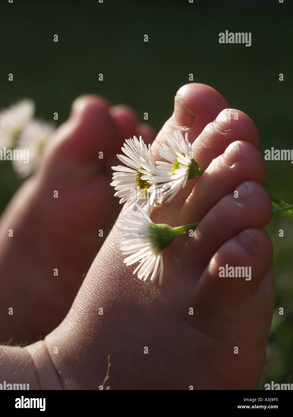 infant feet with flower between toes Stock Photo - Alamy