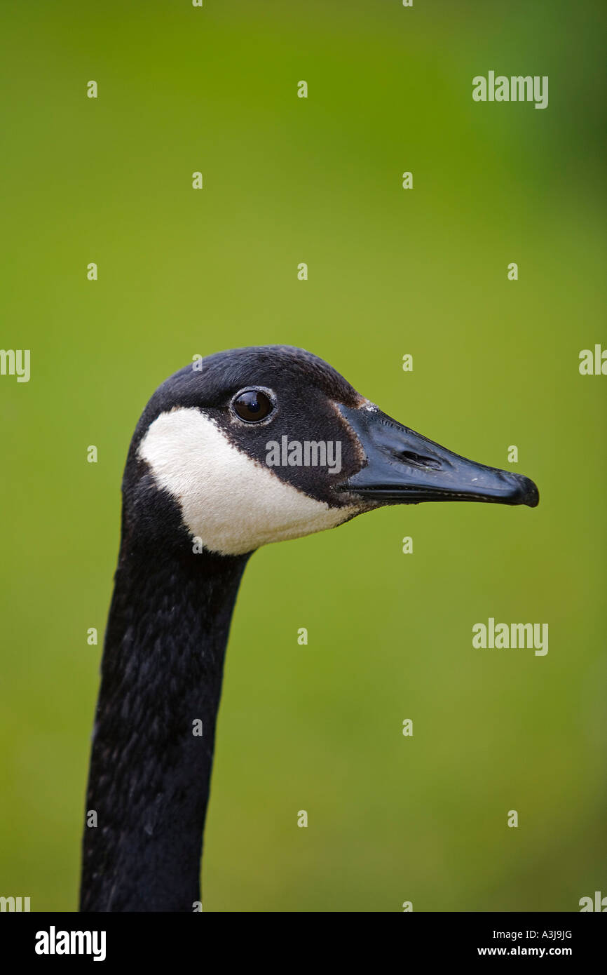 Lone wild canada goose hi-res stock photography and images - Alamy