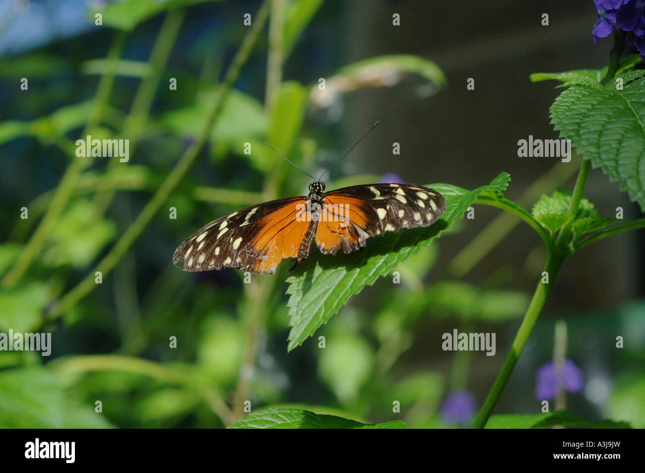 Portrait of a Butterfly Stock Photo - Alamy