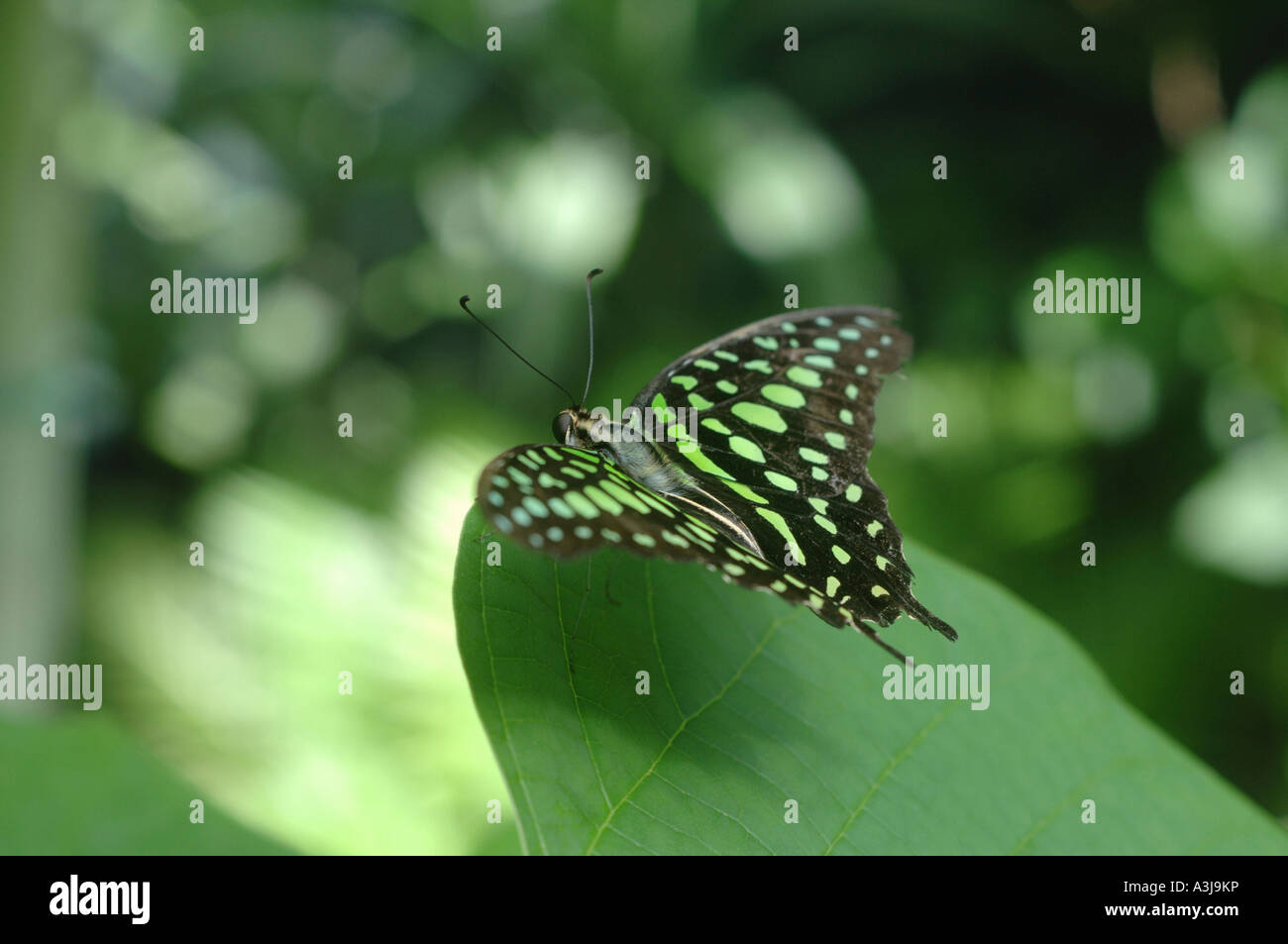 A beautiful butterfly images hi-res stock photography and images - Alamy