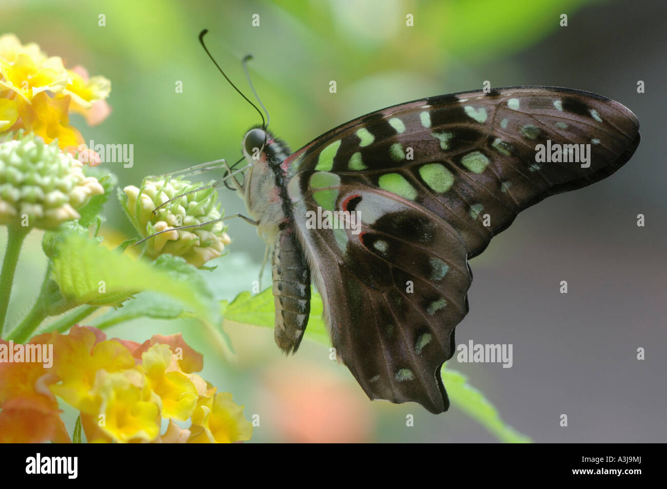 Portrait of a Butterfly Stock Photo - Alamy