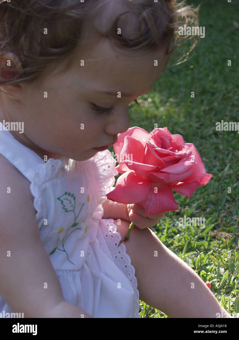 Infant smelling rose Stock Photo - Alamy
