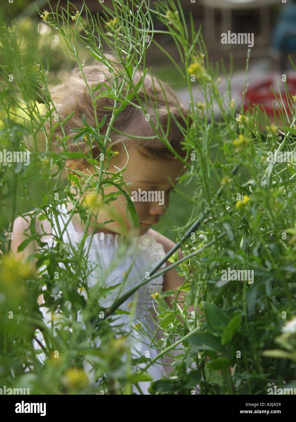 little girl picking flowers in garden Stock Photo - Alamy