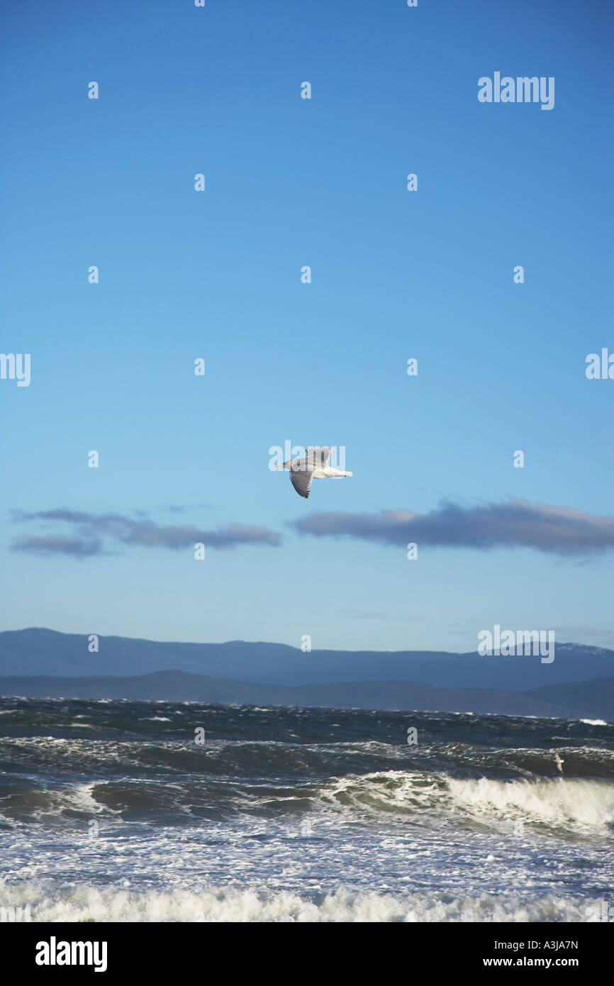 Seagull and Ocean, Vancouver Island, British Columbia, Canada Stock ...