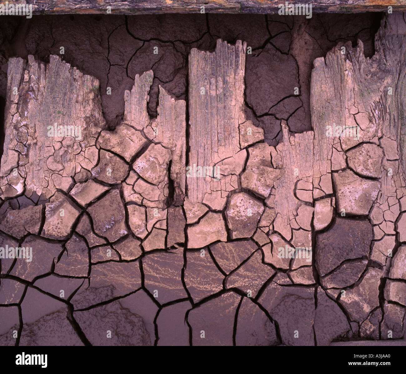 Cracked mud and Rotting wood on the River Severn Estuary Stock Photo ...