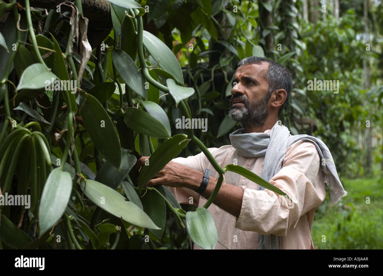 Vanilla farmers harvesting Fairtrade vanilla which they sell to ice ...