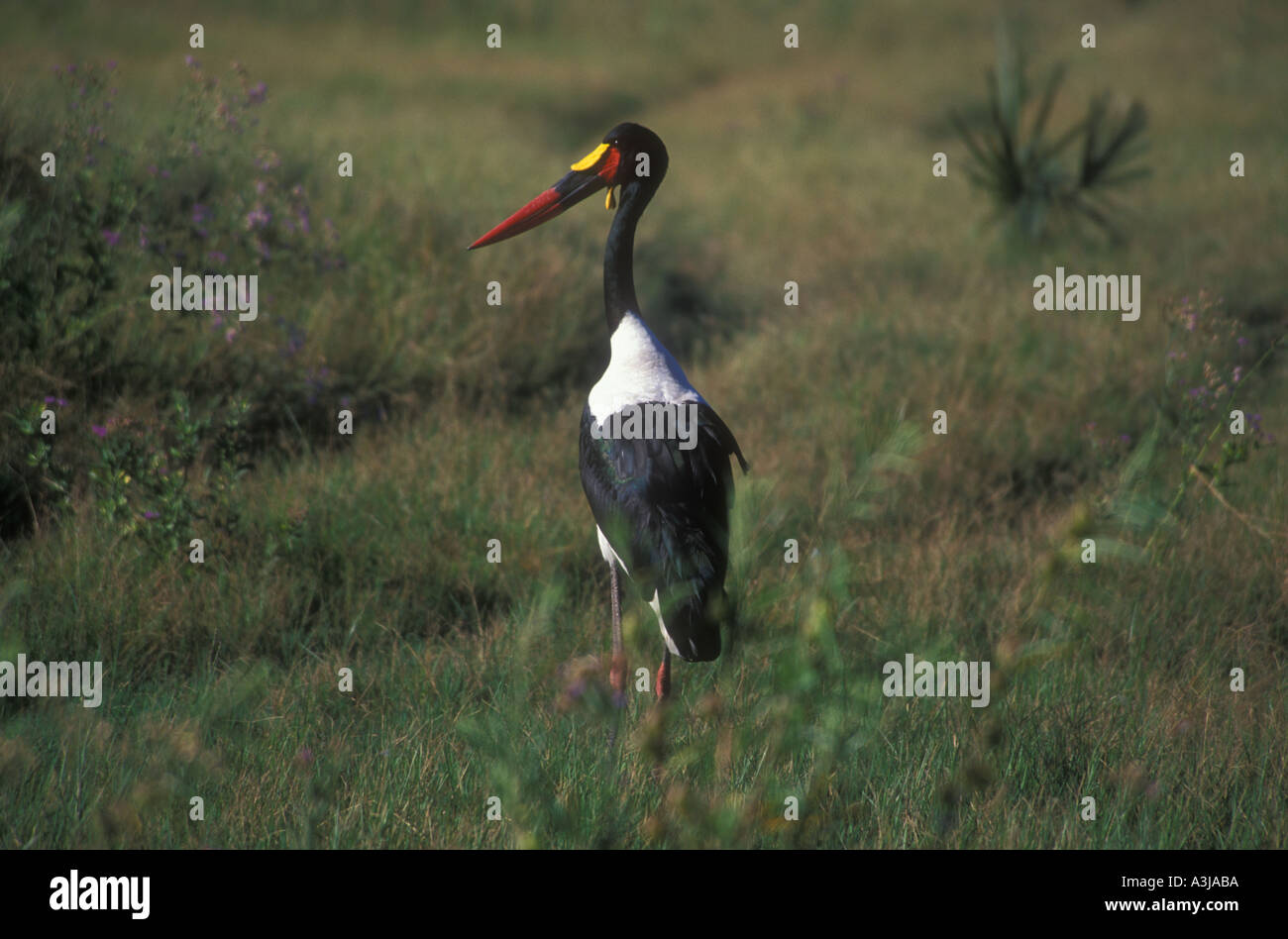 Saddle Billed Stork Stock Photo - Alamy