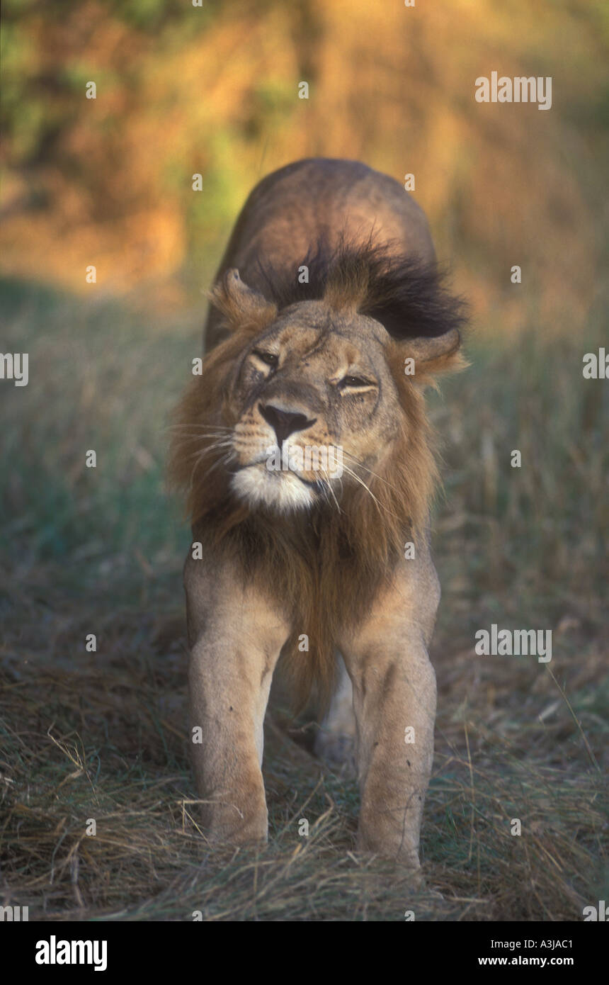 Picture of rare maned lioness (Panthera leo)in tree Stock Photo - Alamy