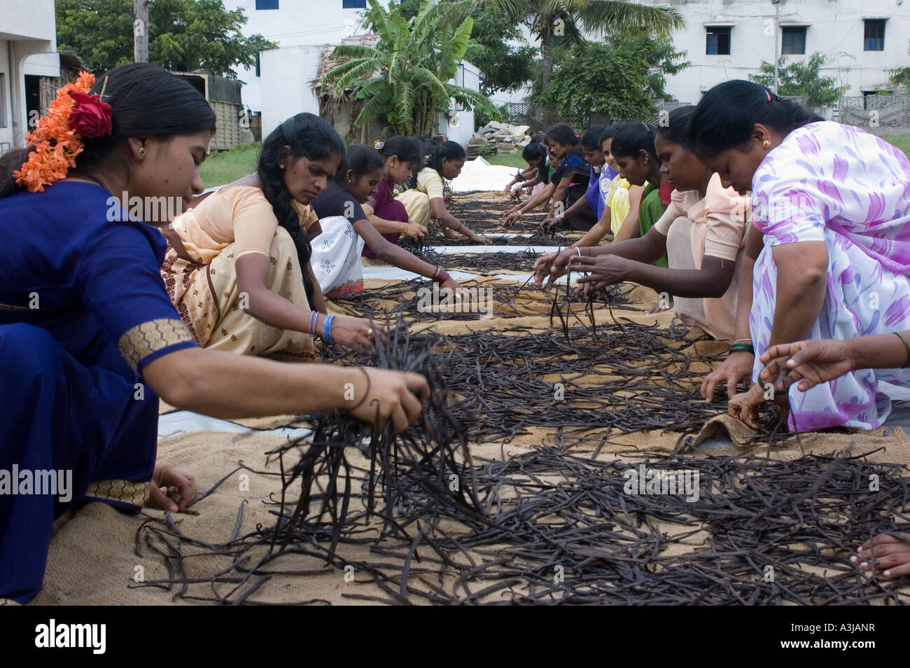 Vanilla pods, farmer hi-res stock photography and images - Alamy