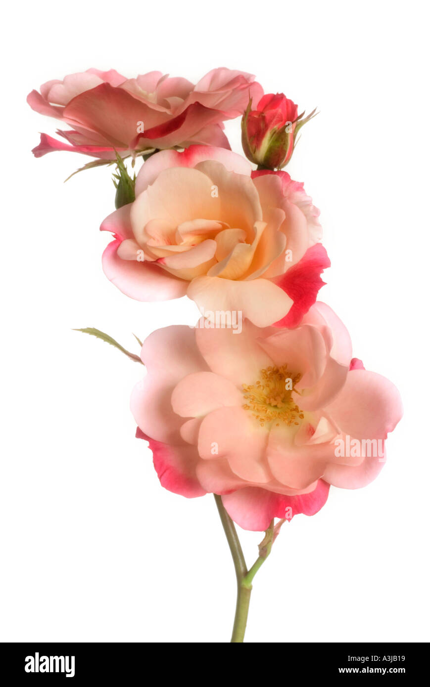 Three pink roses and bud on single stem against white background Stock ...