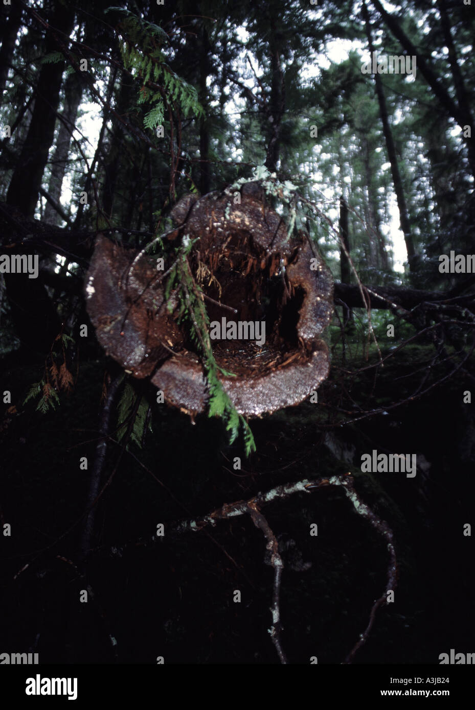 Hollow log fallen tree hi-res stock photography and images - Alamy