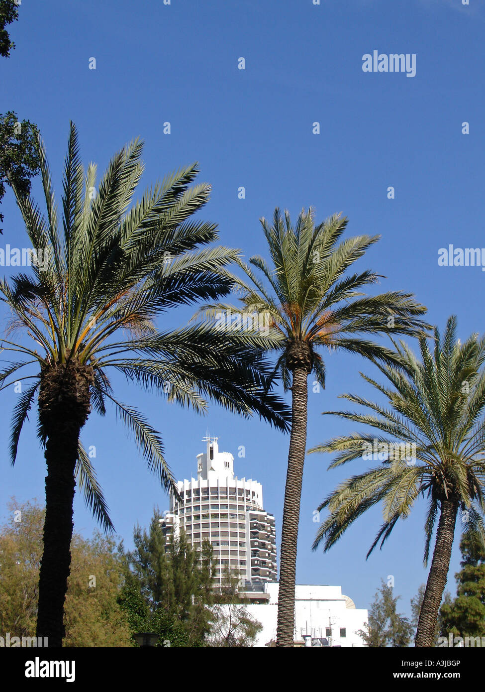 Phoenix dactylifera Palm trees with Dizengoff tower in background, Tel ...