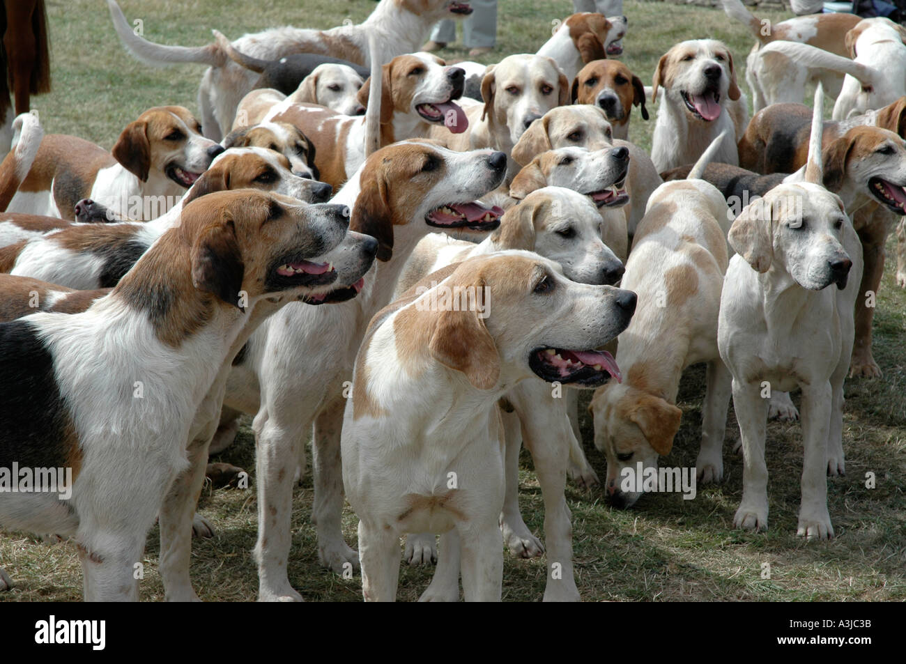 Pack of hounds awaiting instruction Stock Photo - Alamy