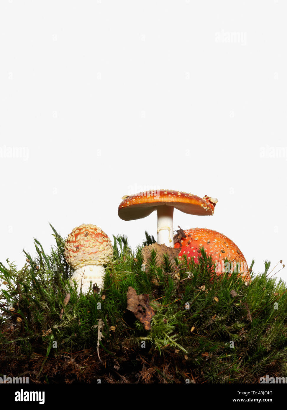 Toadstool trio hi-res stock photography and images - Alamy