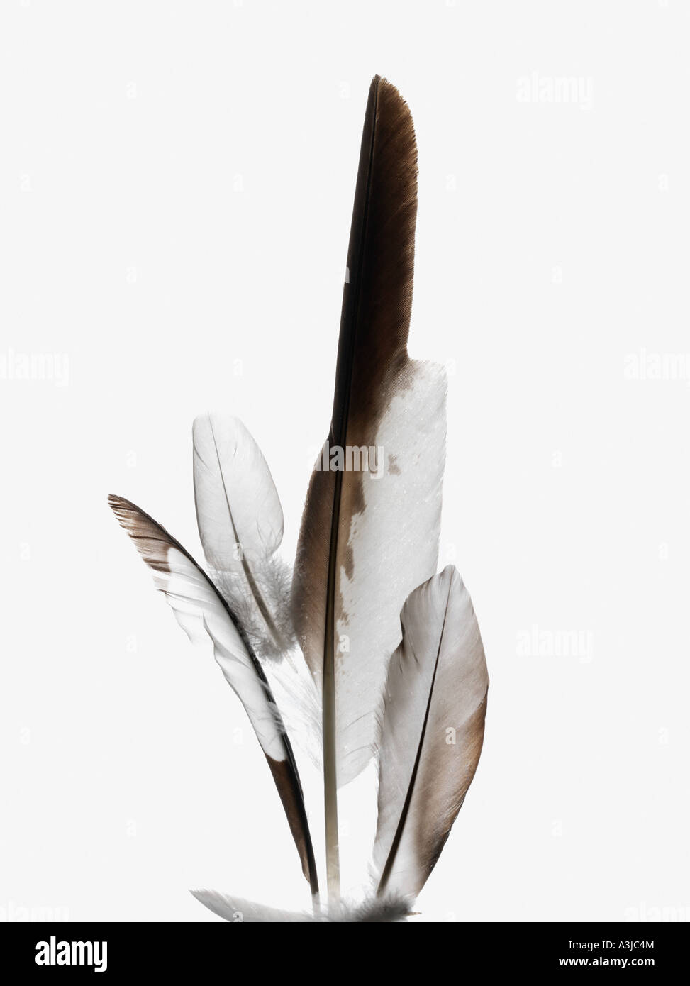 Still Life With Feathers High Resolution Stock Photography and Images ...