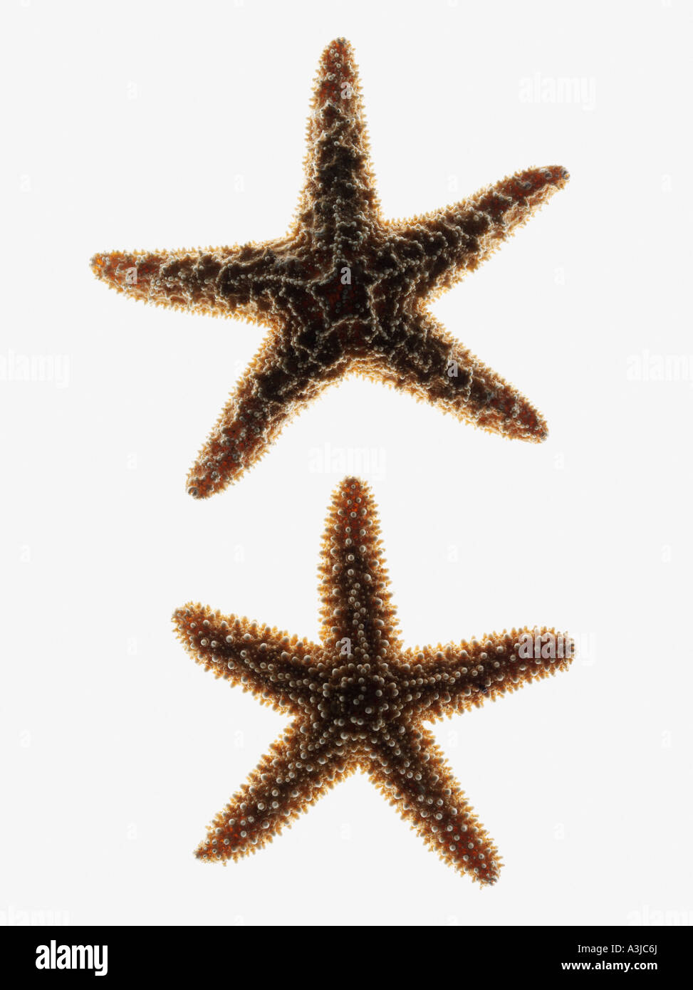 Starfish cutout hi-res stock photography and images - Alamy