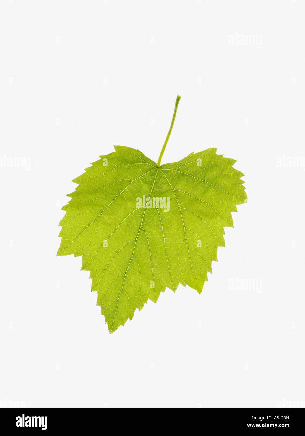 Vine leaf hi-res stock photography and images - Alamy
