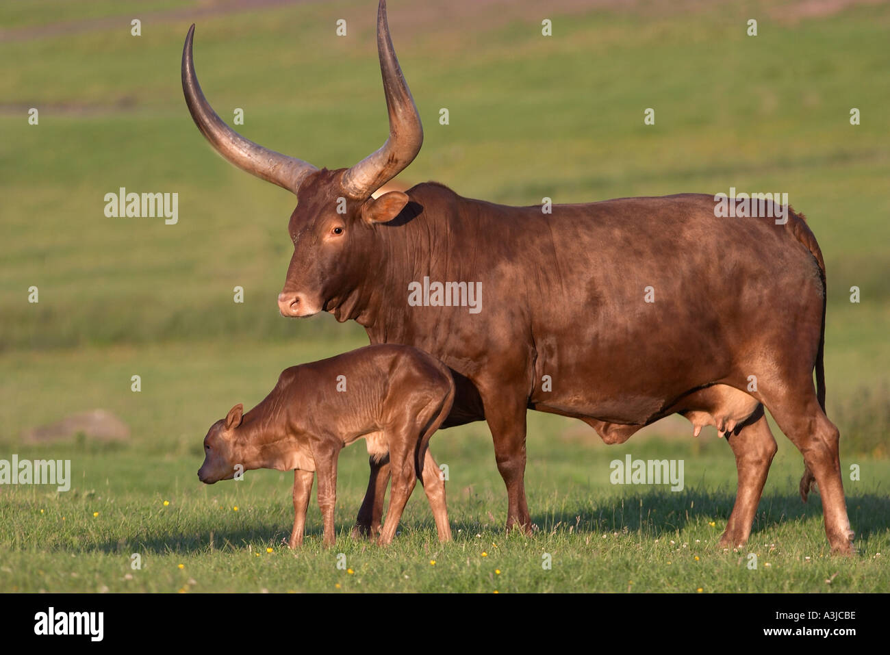 Ankole cow and calf Stock Photo: 1993917 - Alamy