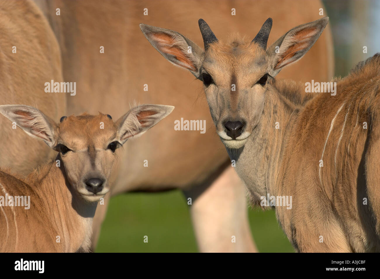 Two young Eland calves Stock Photo - Alamy