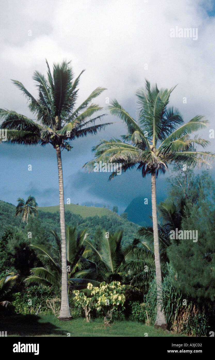 Palm trees Raratonga Cooke Islands Stock Photo - Alamy